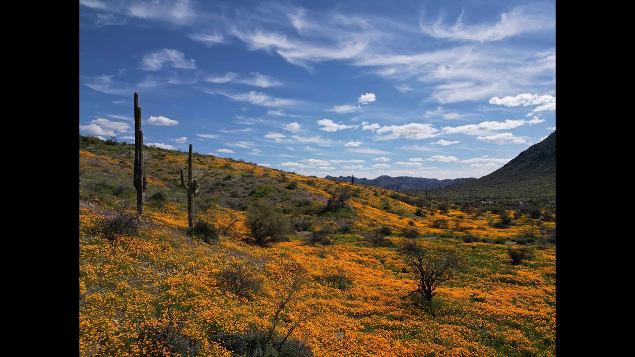 AZ Desert Bloom 4K Aerial View - YouTube
