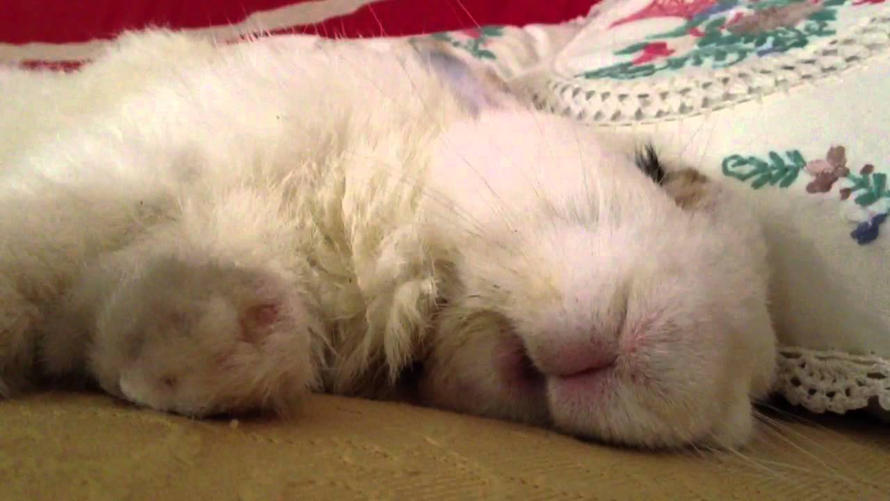 Sleeping Rabbit - Abe - YouTube