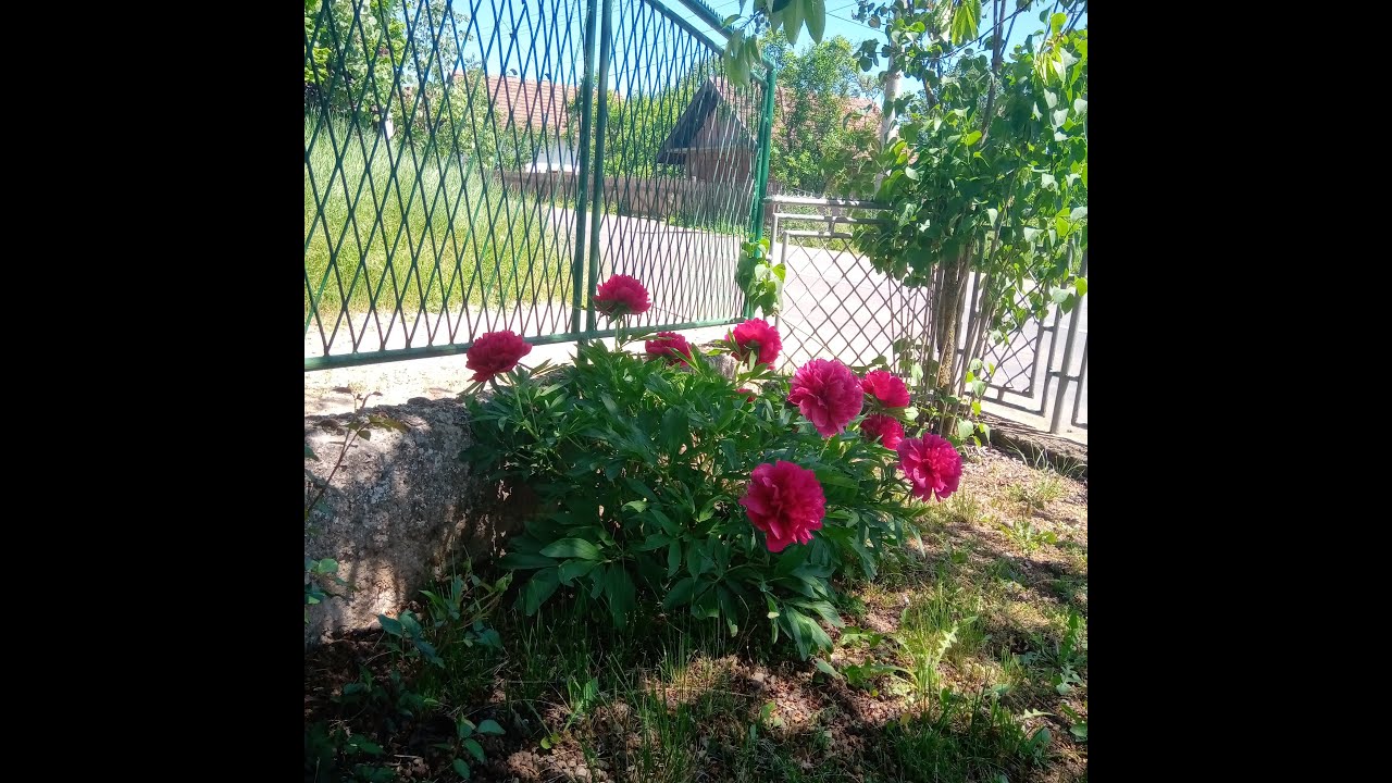 Vrsta i podvrsta reči ( vežbanje sa rešenjma ) - YouTube