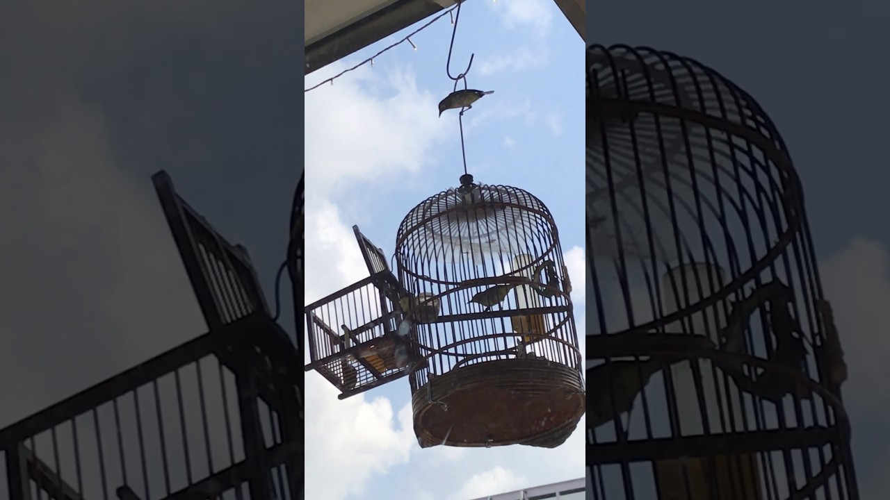 Catching Mata Puteh with Bird Trap - YouTube