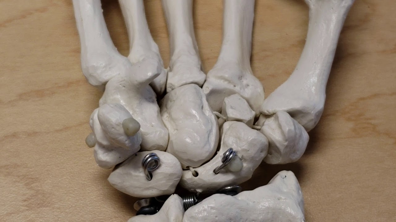 Osteology - the carpals - YouTube