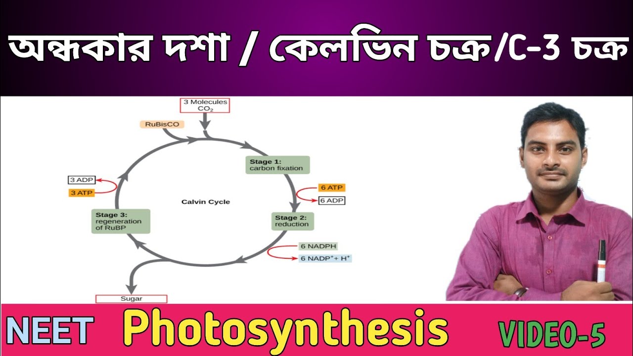 Calvin cycle / Dark phase/Light independent phase of photosynthesis /C3 ...