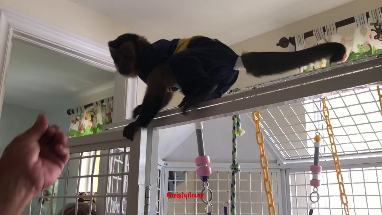 Monkey playtime in monkey playroom on a rainy day ️🐒Toby🐒Angelika &🐒Russel, oh & Daisy 🐶😍😂🐒 ️ ...