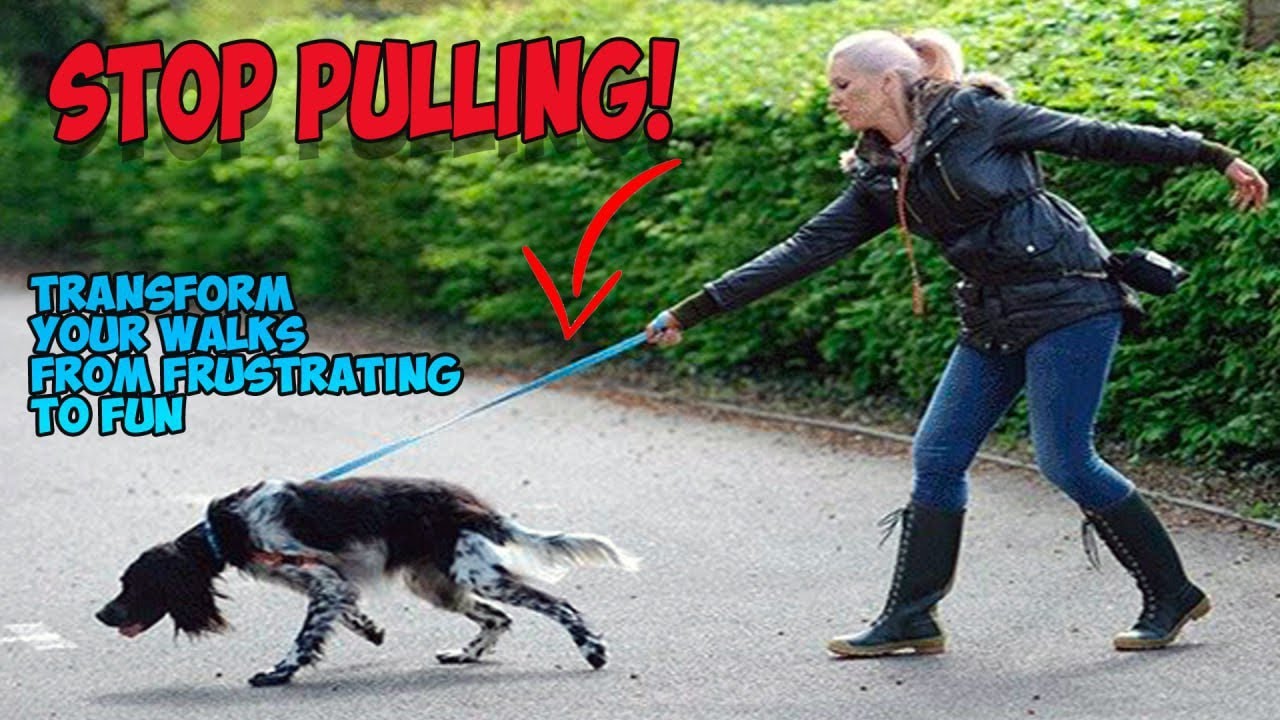 How to Quickly Teach a Dog NOT to Pull on a Leash: 5 simple techniques! 🌟🐕 - YouTube