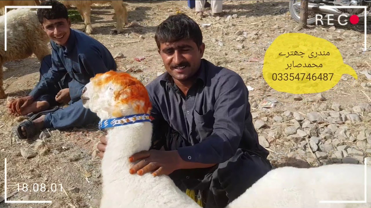 Mundra Chatra Bakra Mandi saste janwar Khubsurat Mandir - YouTube