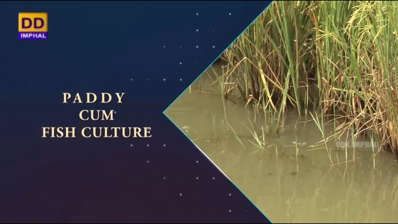 Agriculture Programme | Paddy Cum Fish Culture - YouTube