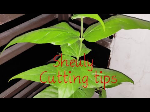 Sheuly flower plant cutting tips🥬🎍🎋 - YouTube