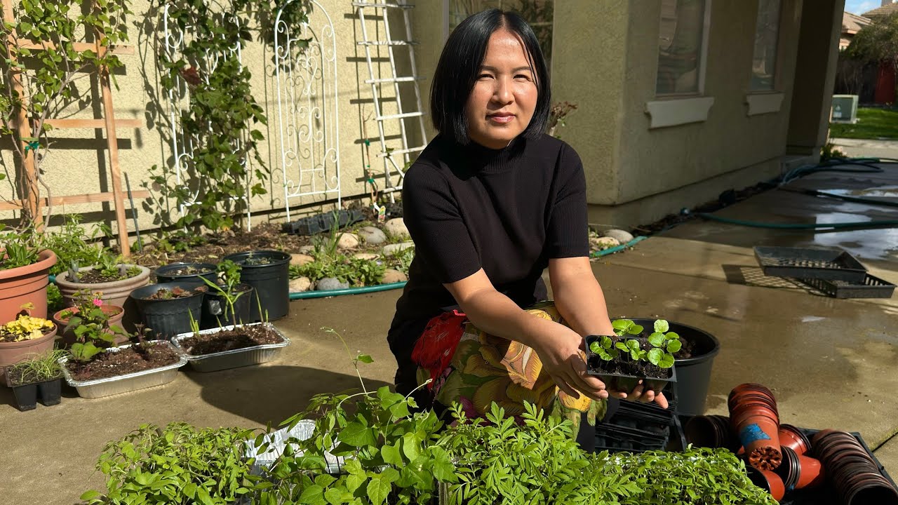 Repotting Chili, Ginger, and More - YouTube