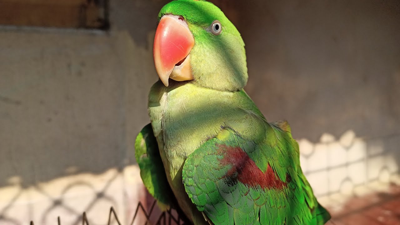 Parrot enjoying the nature ☘️// talking parrot @superparrotkrishna ...