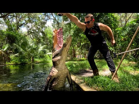 Feeding gator a rack of ribs & vlog!! 