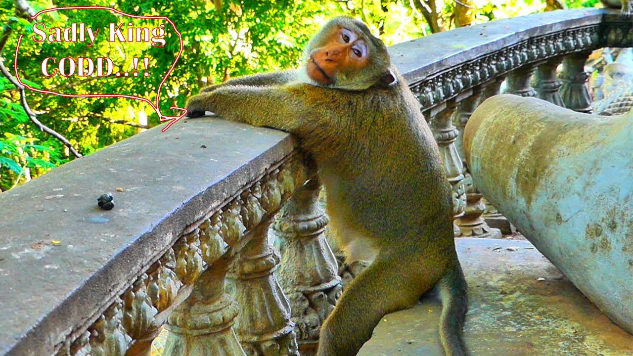 Oh God.! What happened with King Cody.? Our King looks so ti-ring ...