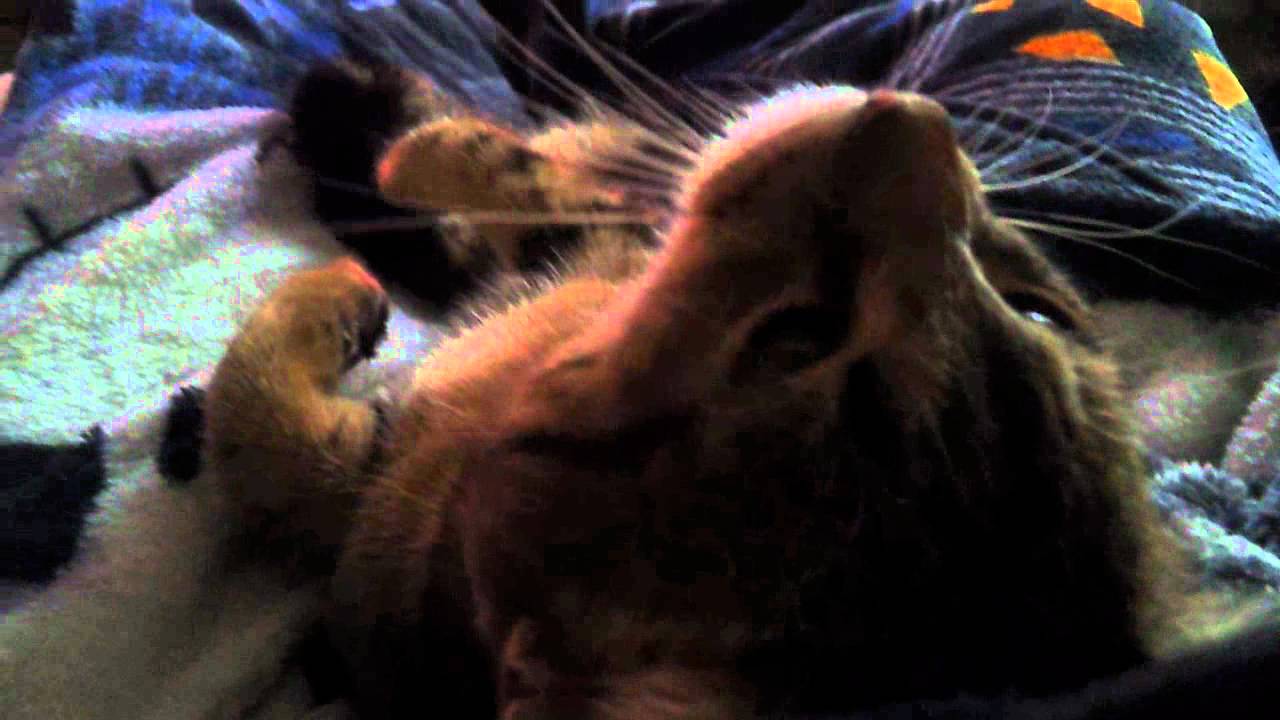 Sleepy Weasel - YouTube