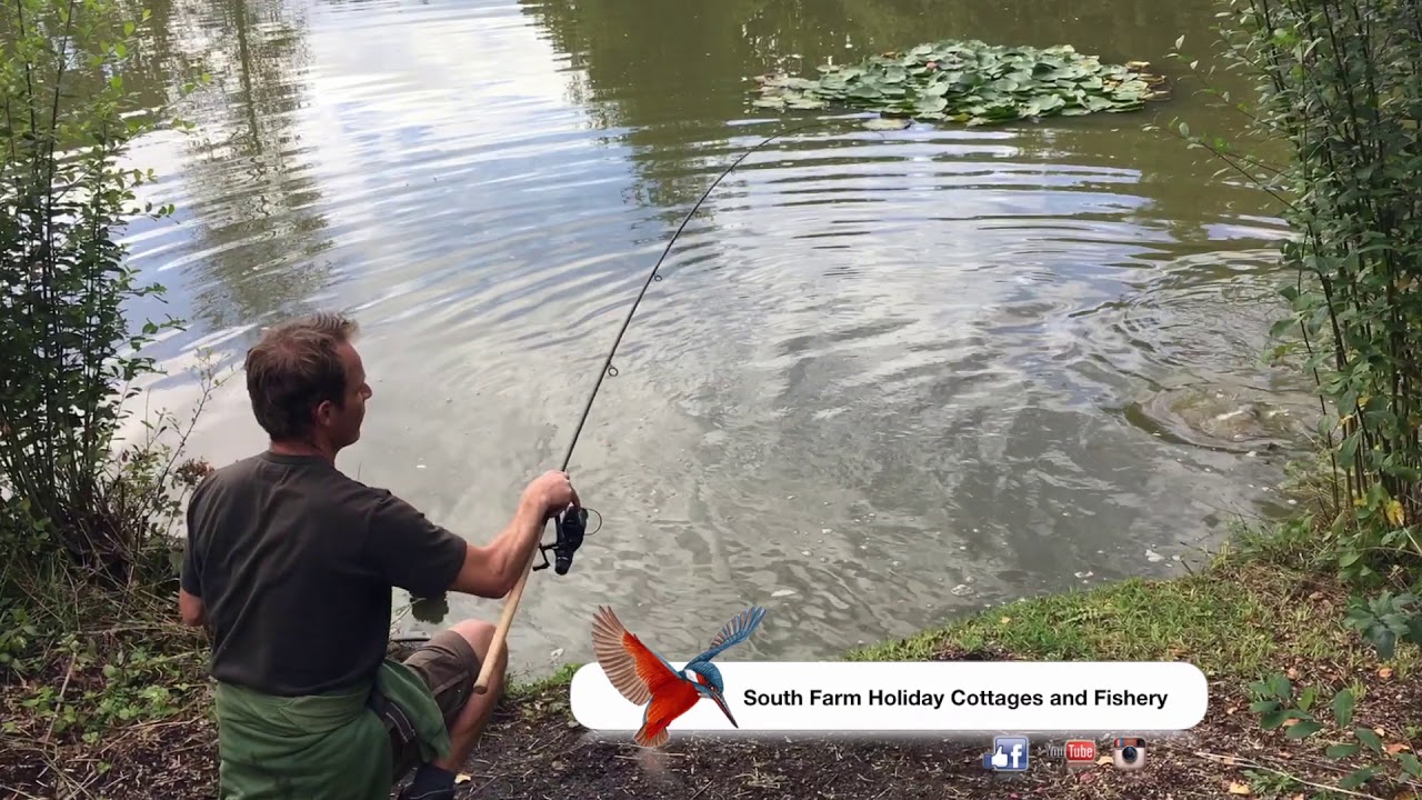 Dan's Fish - YouTube