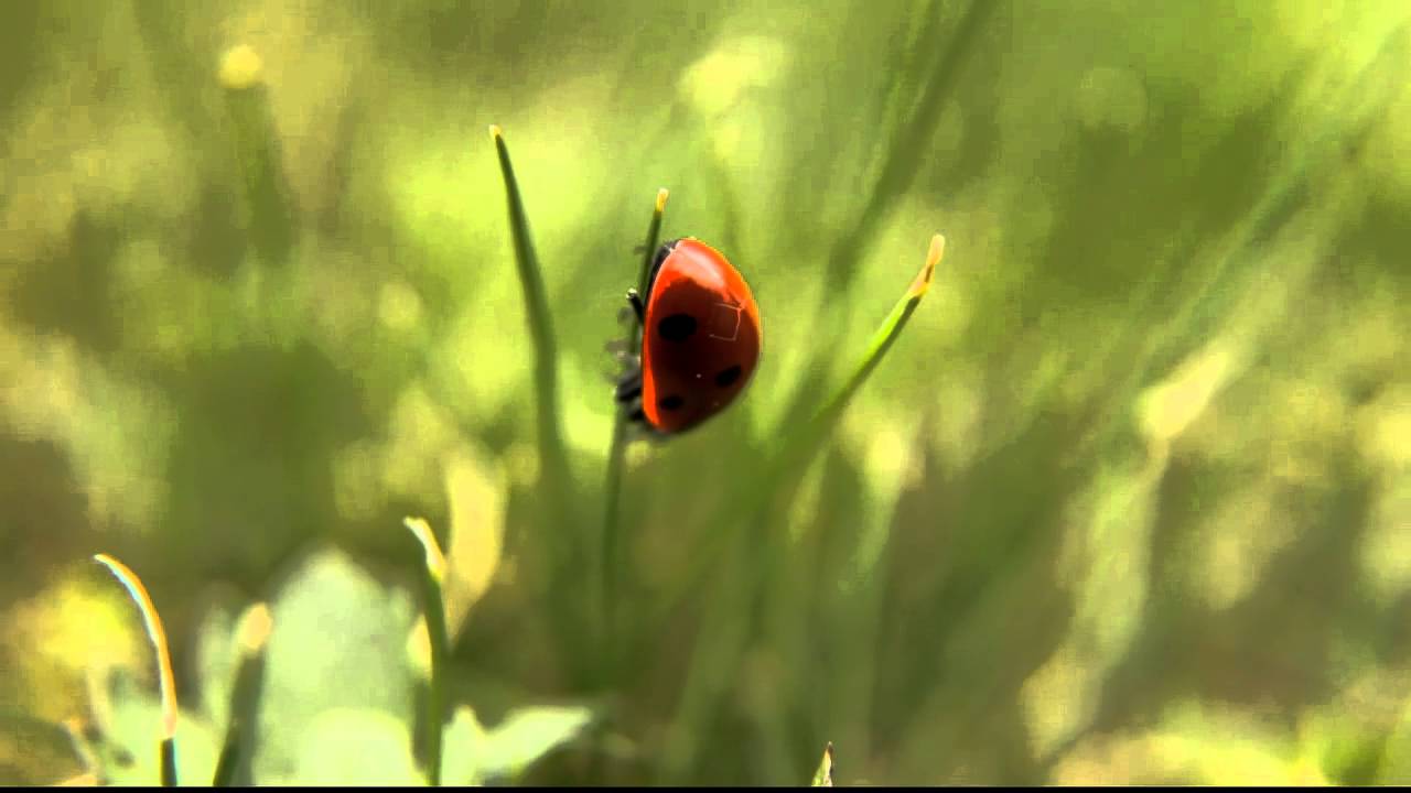 ladybug ladybird HD - YouTube