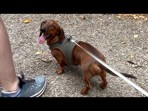 Mini dachshund burns off his extra energy!