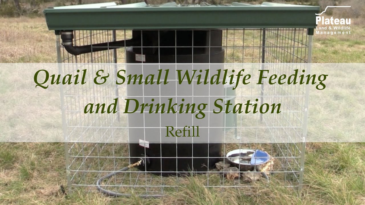 Quail & Small Wildlife Feeding and Drinking Station - YouTube