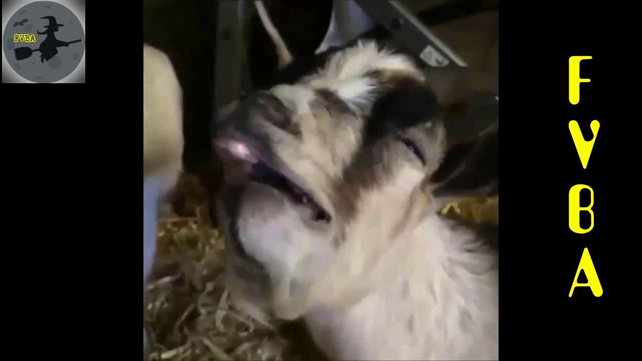 Funny Video With Animals - Αστείο Βίντεο Με Ζώα - YouTube