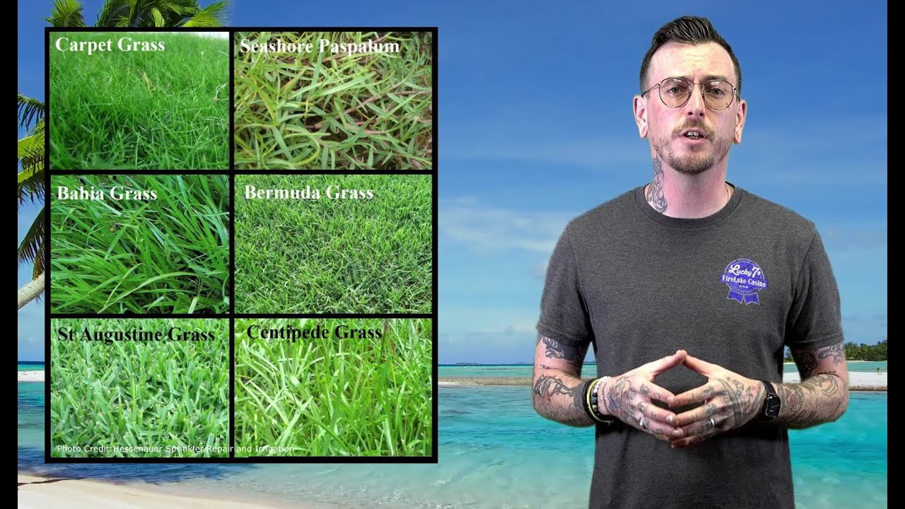 When To Reseed Bermuda