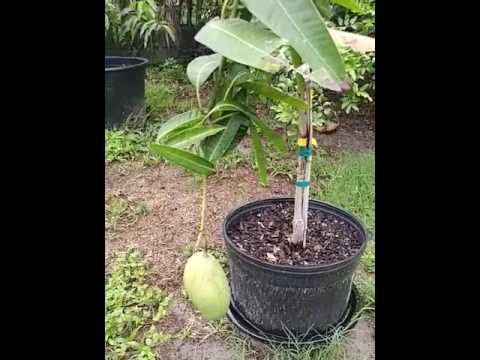 Pickering mango tree - YouTube