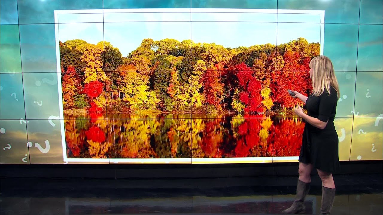 Ask Ellen: Why are the fall colors exceptionally bright? - YouTube