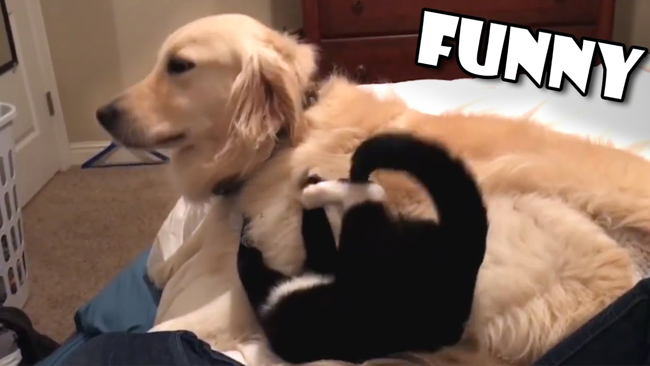 Best Funny Animals Compilation - Animal Fails Compilation 2019 | FunToo ...