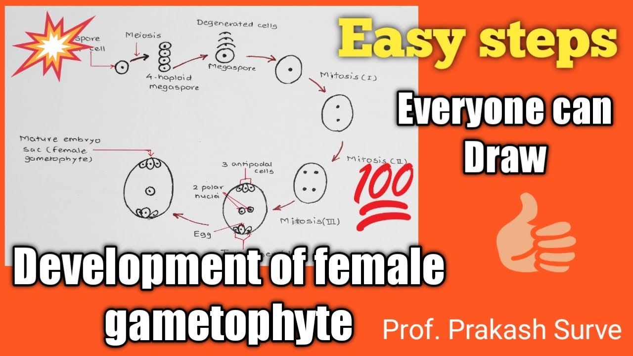 How to Draw Development of female gametophyte Easy Steps By Prof ...