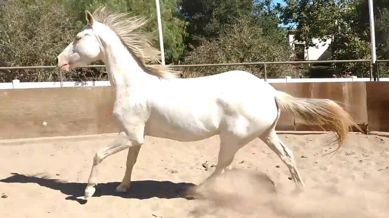 RDA Not Quite White 2013 Maximum Sabino Thoroughbred Filly - YouTube