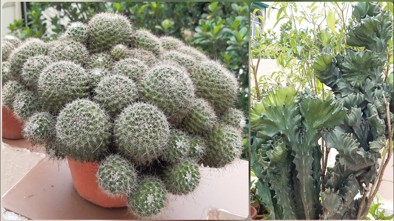 Cactus Plant || Grow and Care Tips... 13/07/2020 - YouTube