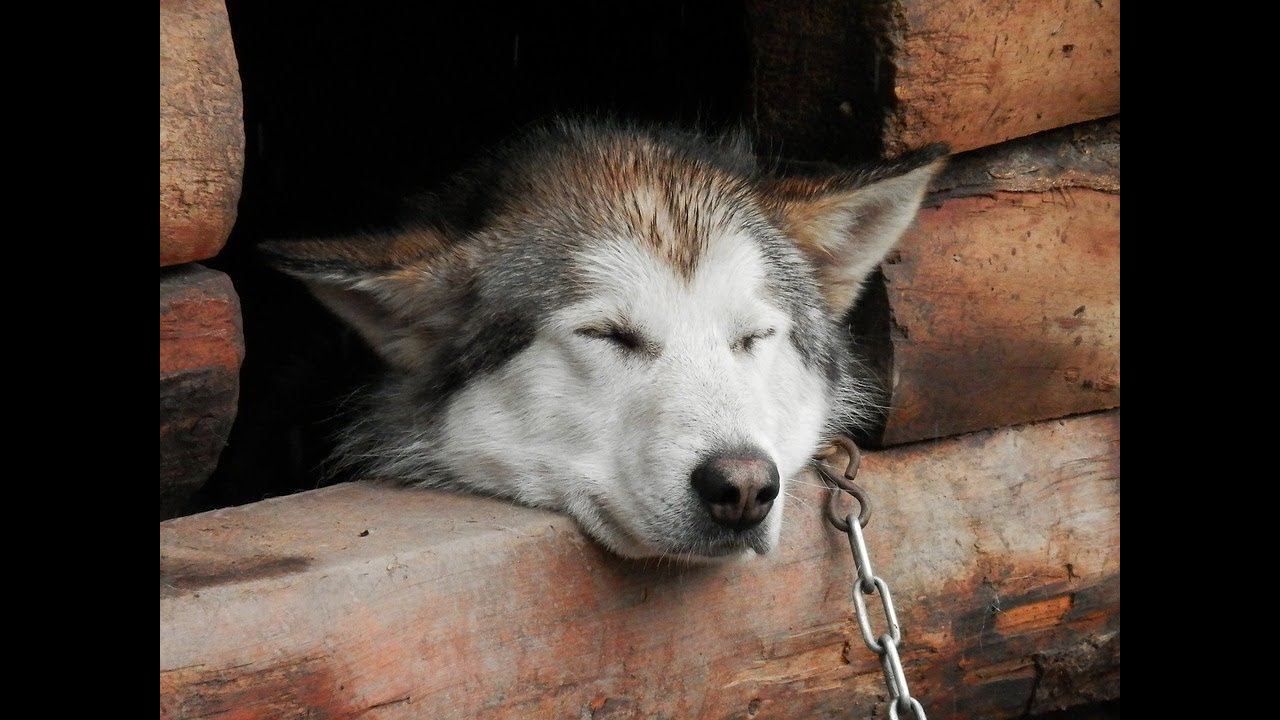 Dog Series: How to hypnotize a Husky - YouTube