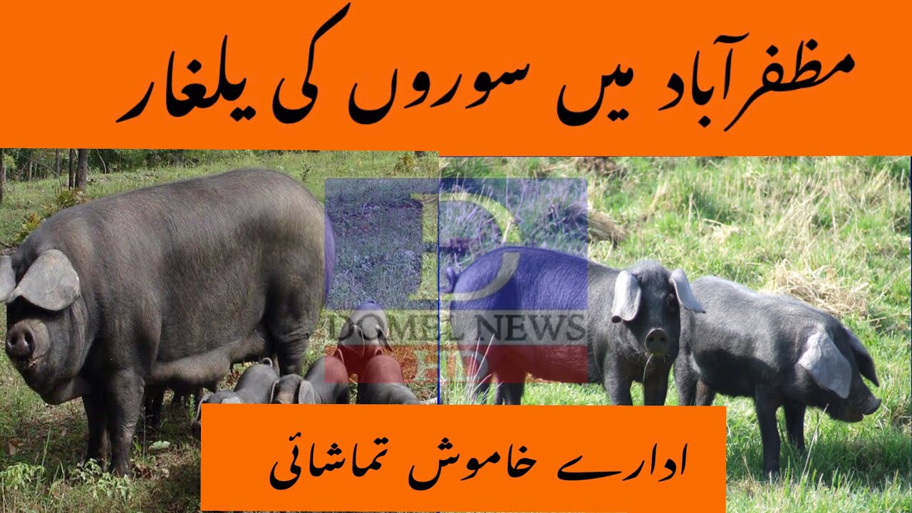 pigs attack increasing day by day where is wildlife department - YouTube