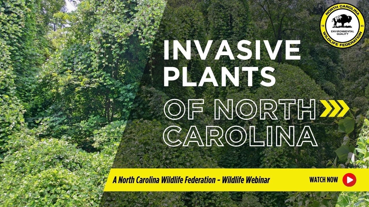 Invasive Plants of North Carolina - North Carolina Wildlife Federation ...