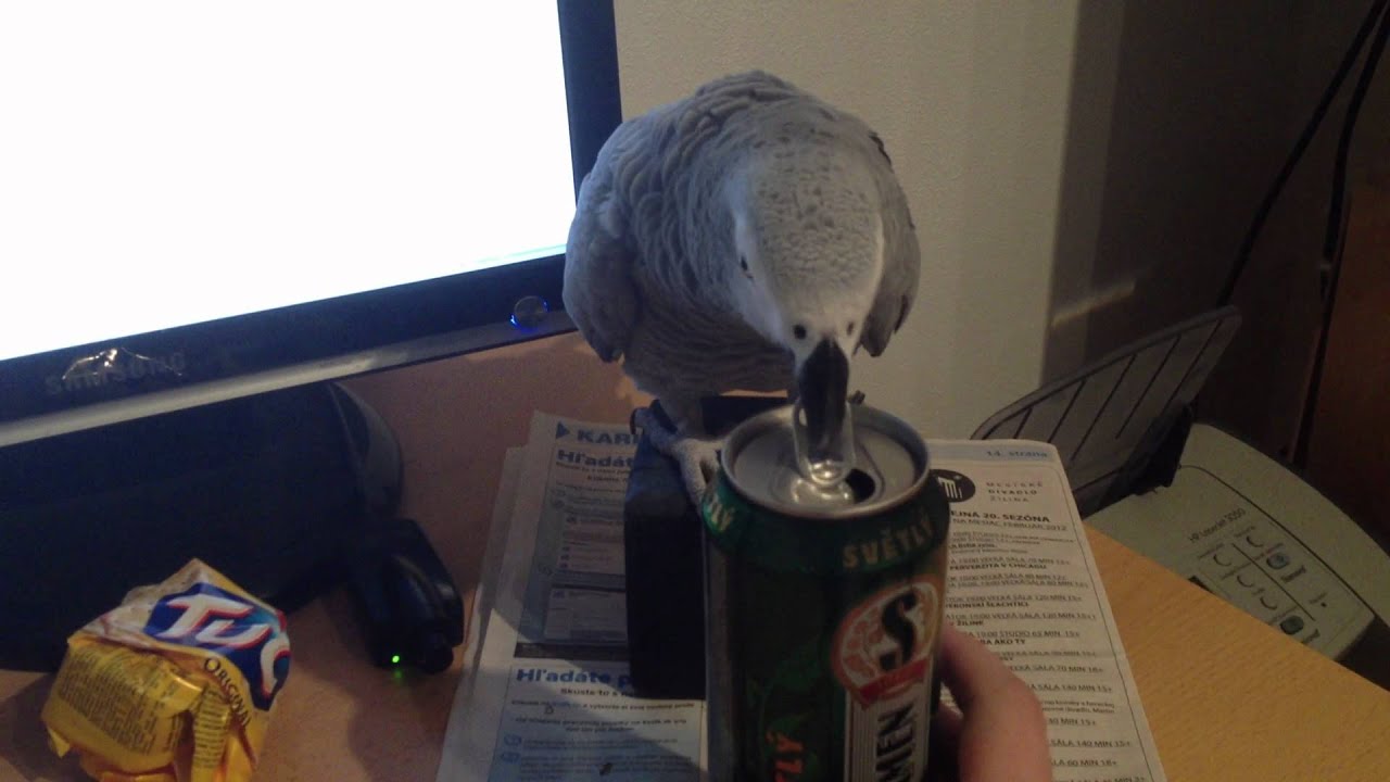 Parrot Zako opening a can of beer - YouTube