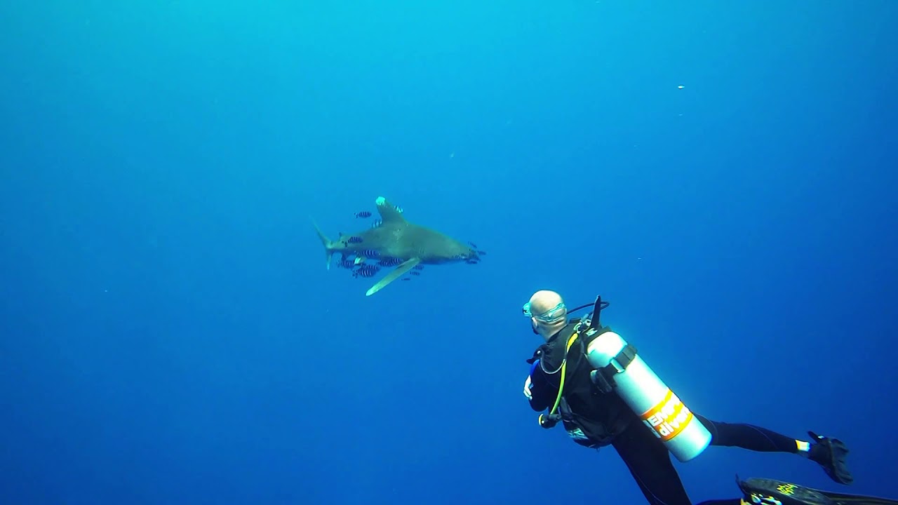 Dancing with sharks - YouTube