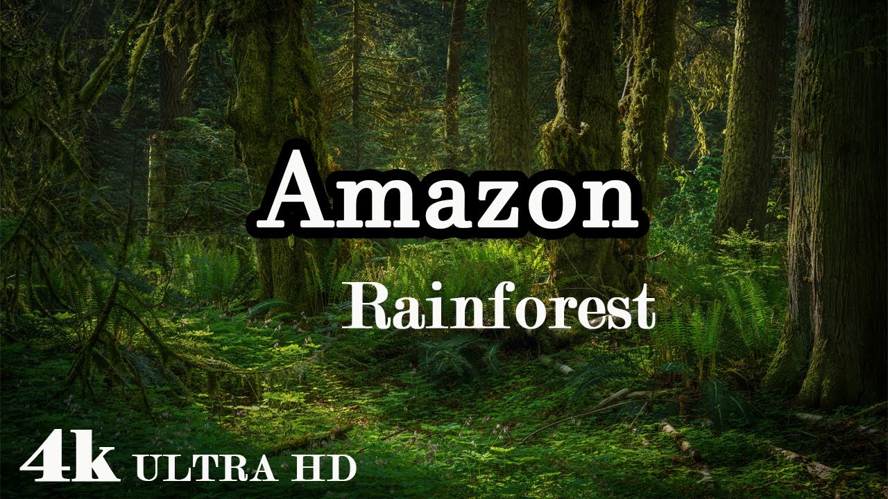 Amazon 4k The World’s Largest Tropical Rainforest - YouTube