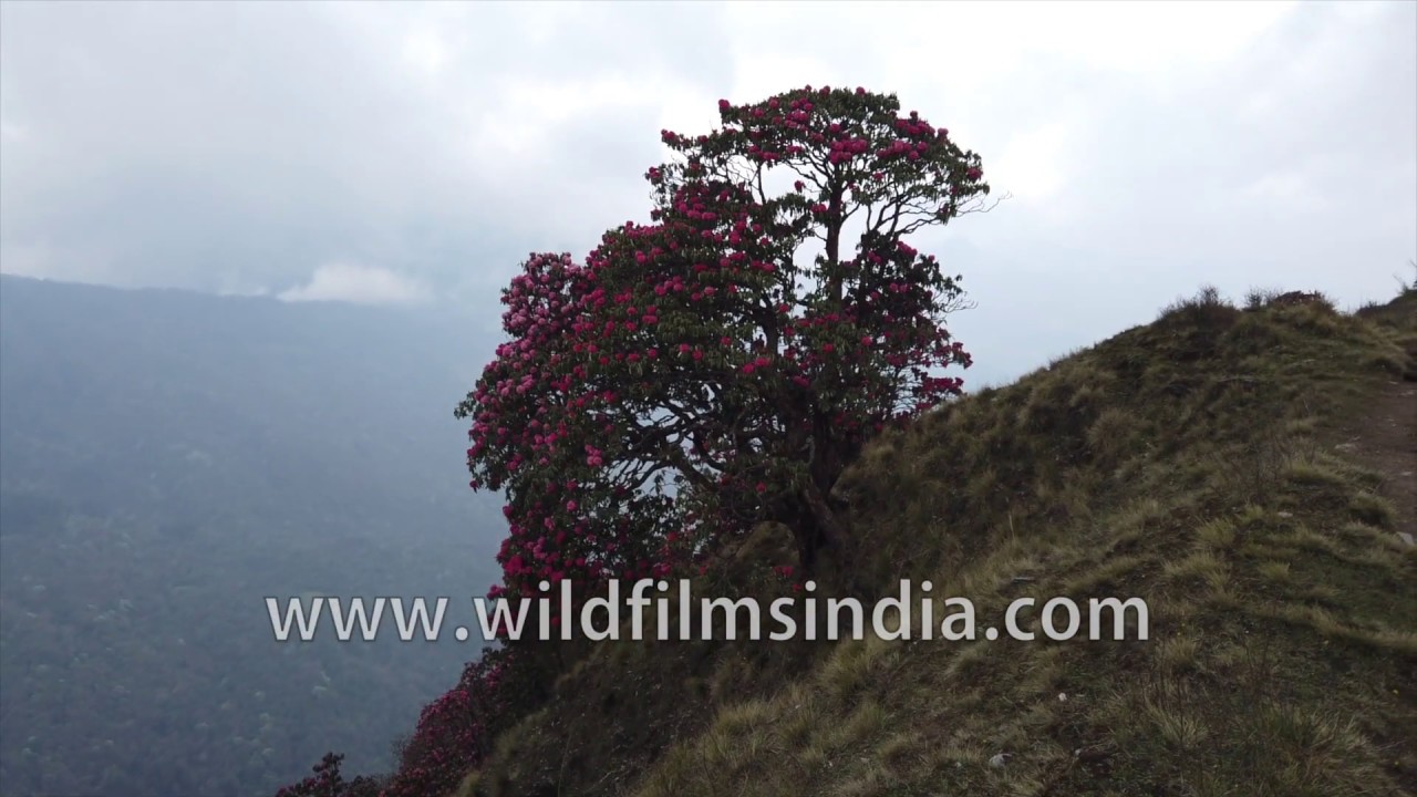 Rhododendrons the Soul of Nepal | Lali Gurans used for beauty, medicine ...