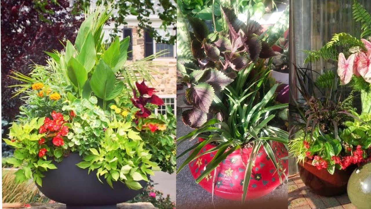 How to a multi variety of plants in singel pot// getting creative use ...