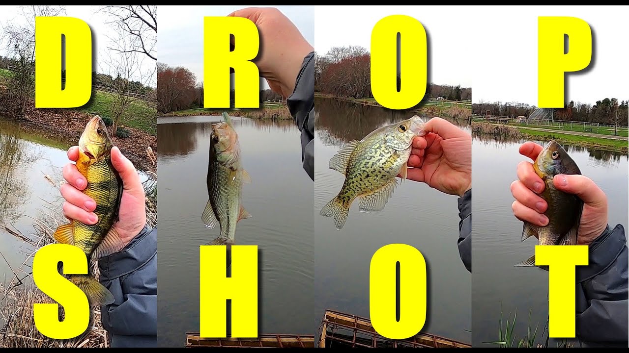 Drop-Shotting Multiple Species from a New Jersey Pond - YouTube