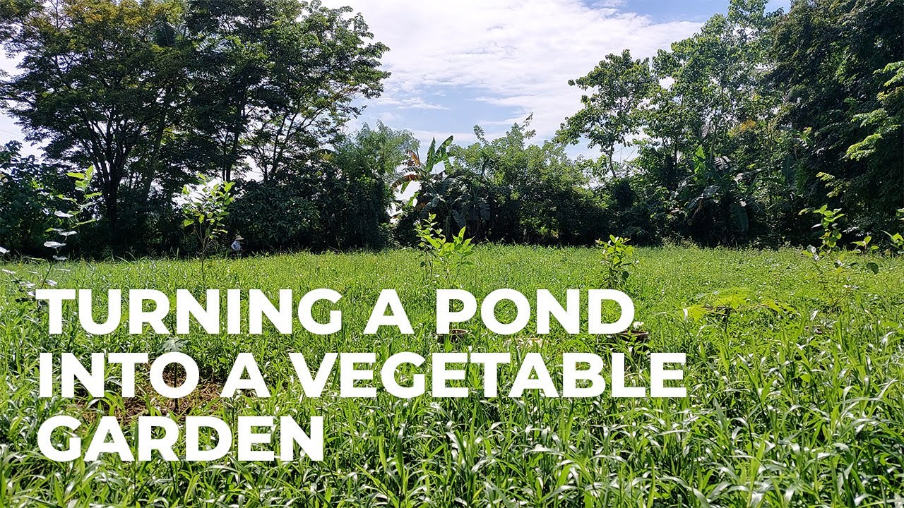 Starting a new vegetable garden | Turning an idle pond into a vegetable ...