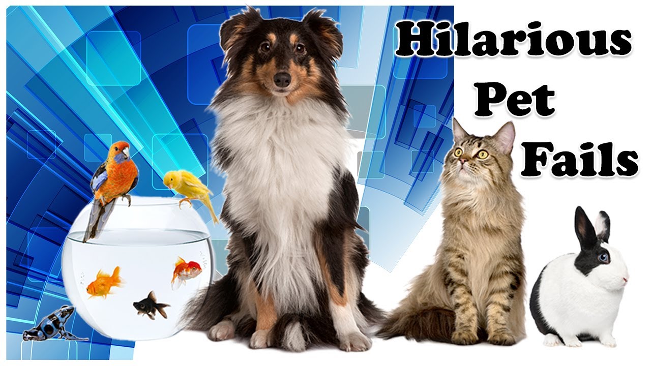 Hilarious Pet Fails When Our Furry Friends Steal the Spotlight! - YouTube