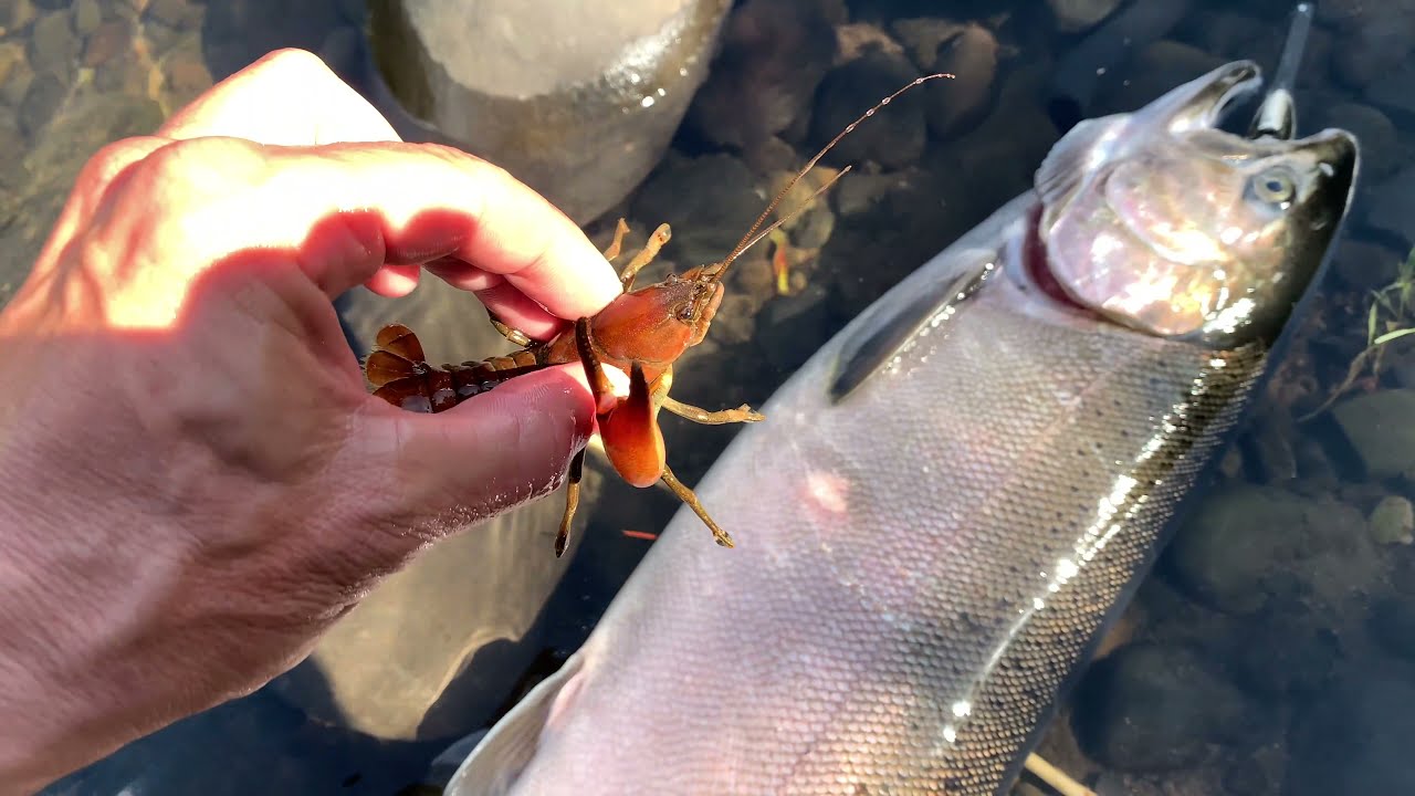 Coho Salmon Love The Spinners - Bank Fishing A River - YouTube