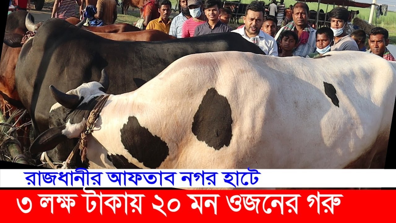 রাজধানীর আফতাব নগর হাটে গরুর দাম কত? 2020 ।। Gorur Hat 2020 ।।Aftab ...