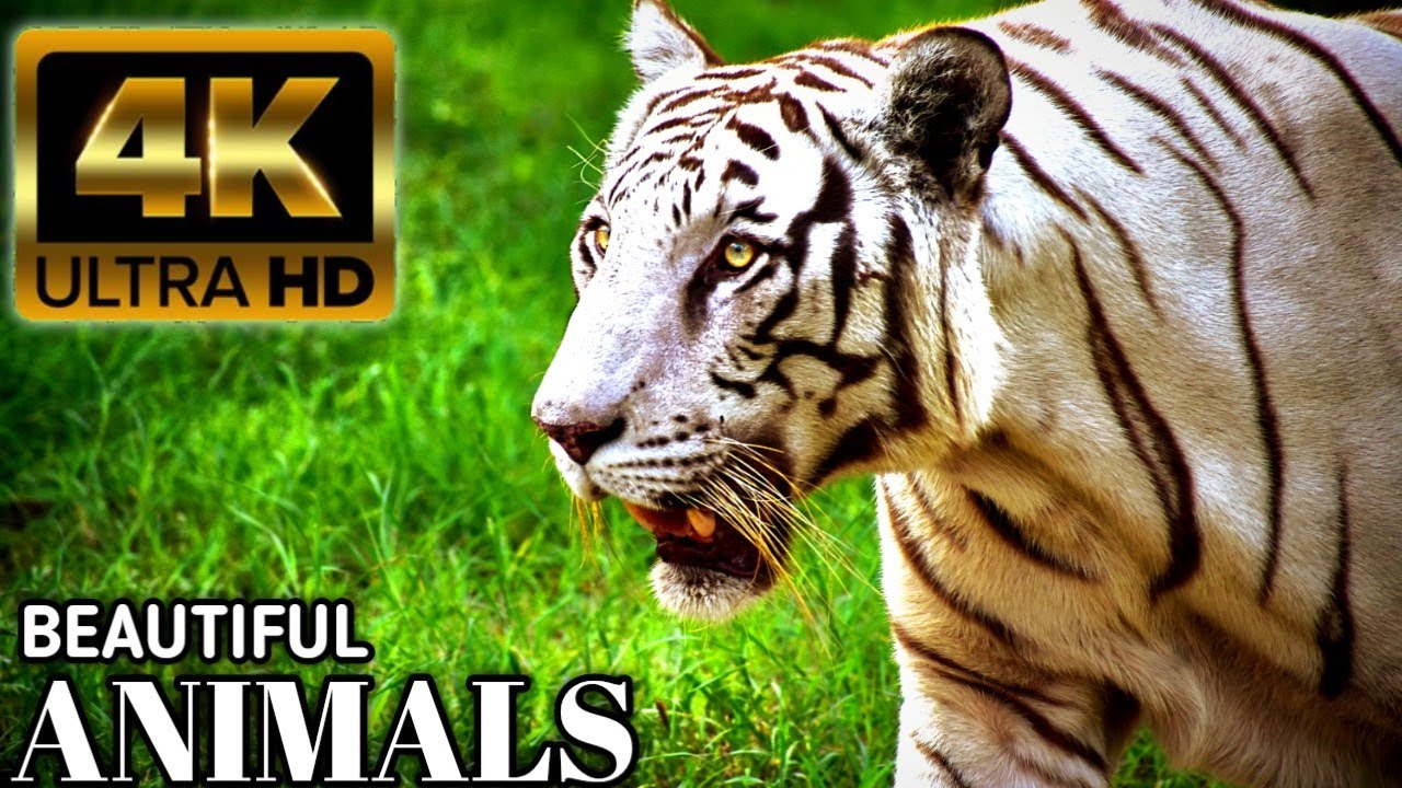 THE MOST BEAUTIFUL 20 PLUS BEAUTIFUL ANIMALS 4K ULTRA HD 60FPS HDR ...