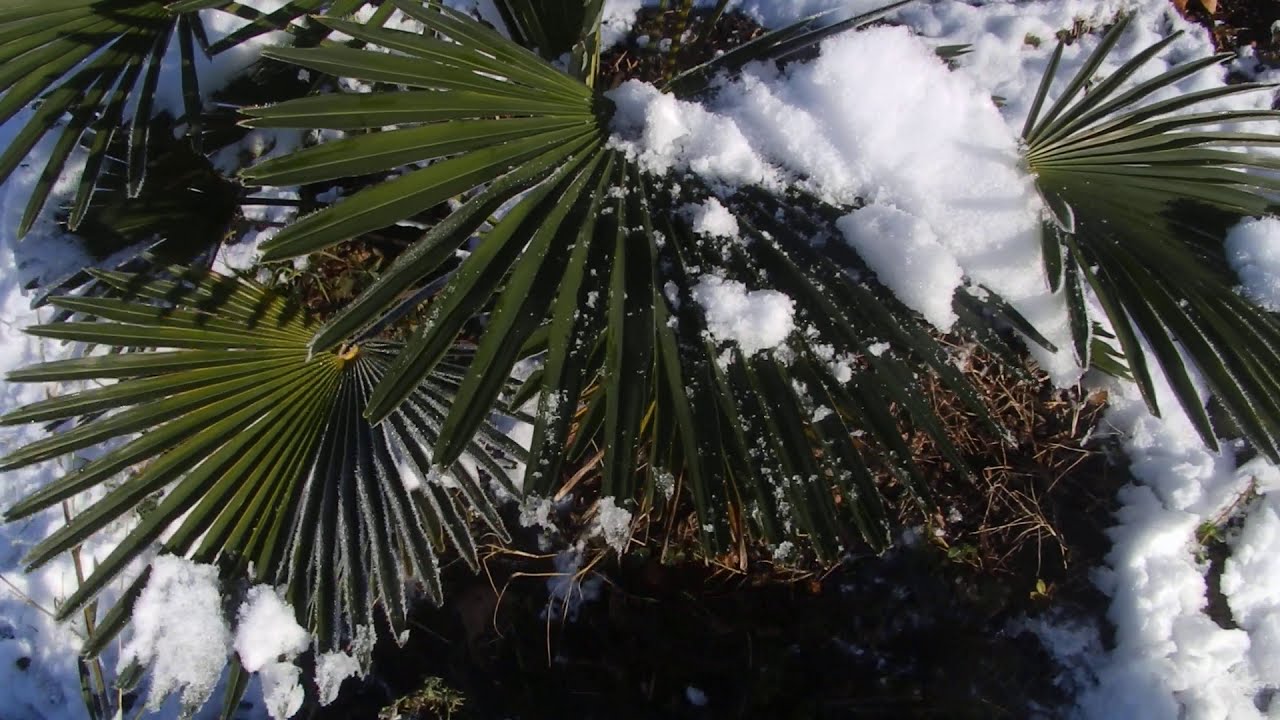 Wagner's palm / Wagnerjeva palma - YouTube