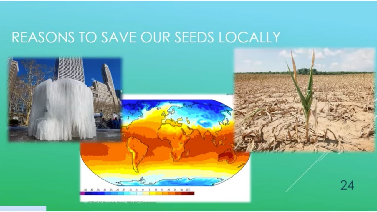 Seed Saver Series: Basics of Seed Saving - YouTube