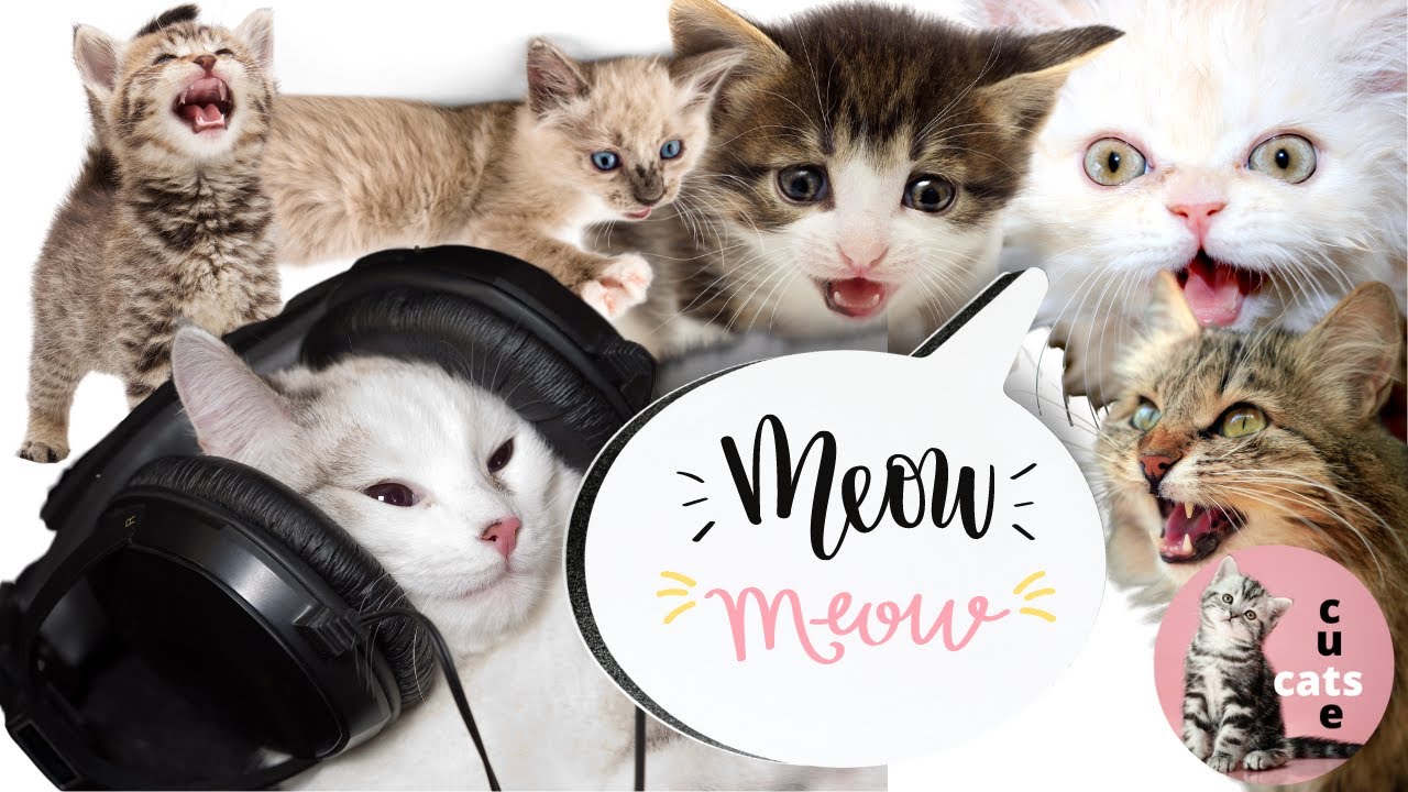 Best meowing cats and kittens compilation. Never seen before #cutecats ...