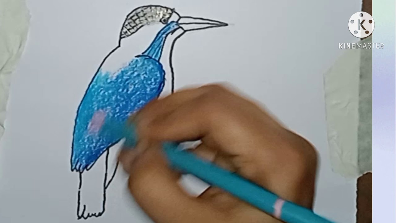 How to draw a kingfisher bird step by step - YouTube