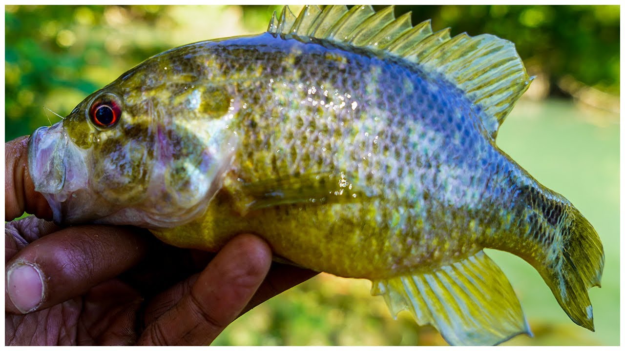 Ultralight Creek Fishing Night Crawlers and Swirl Tail Grubs - YouTube