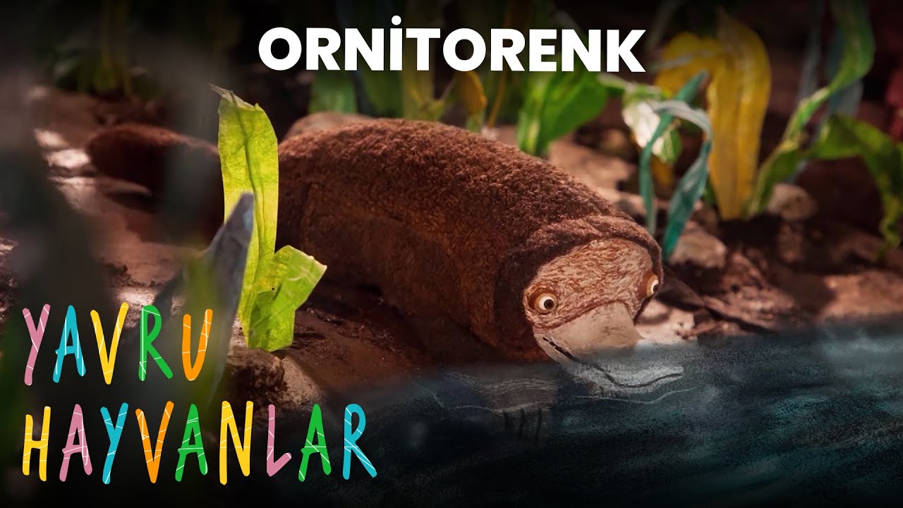 Ornitorenk | Yavru Hayvanlar (S1E7) | Da Vinci - YouTube