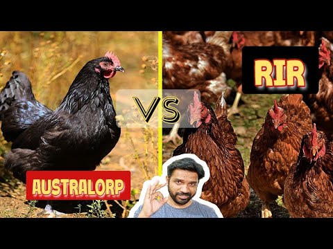 Australorp vs RIR Chicken Breed Review | How to Comparison ? - YouTube