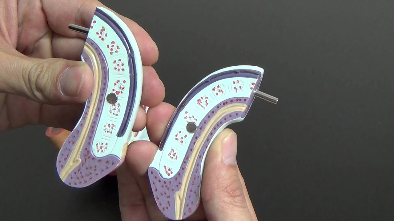 男性器の構造を知り尽くす・・・生殖器、泌尿器模型で解説！ - YouTube